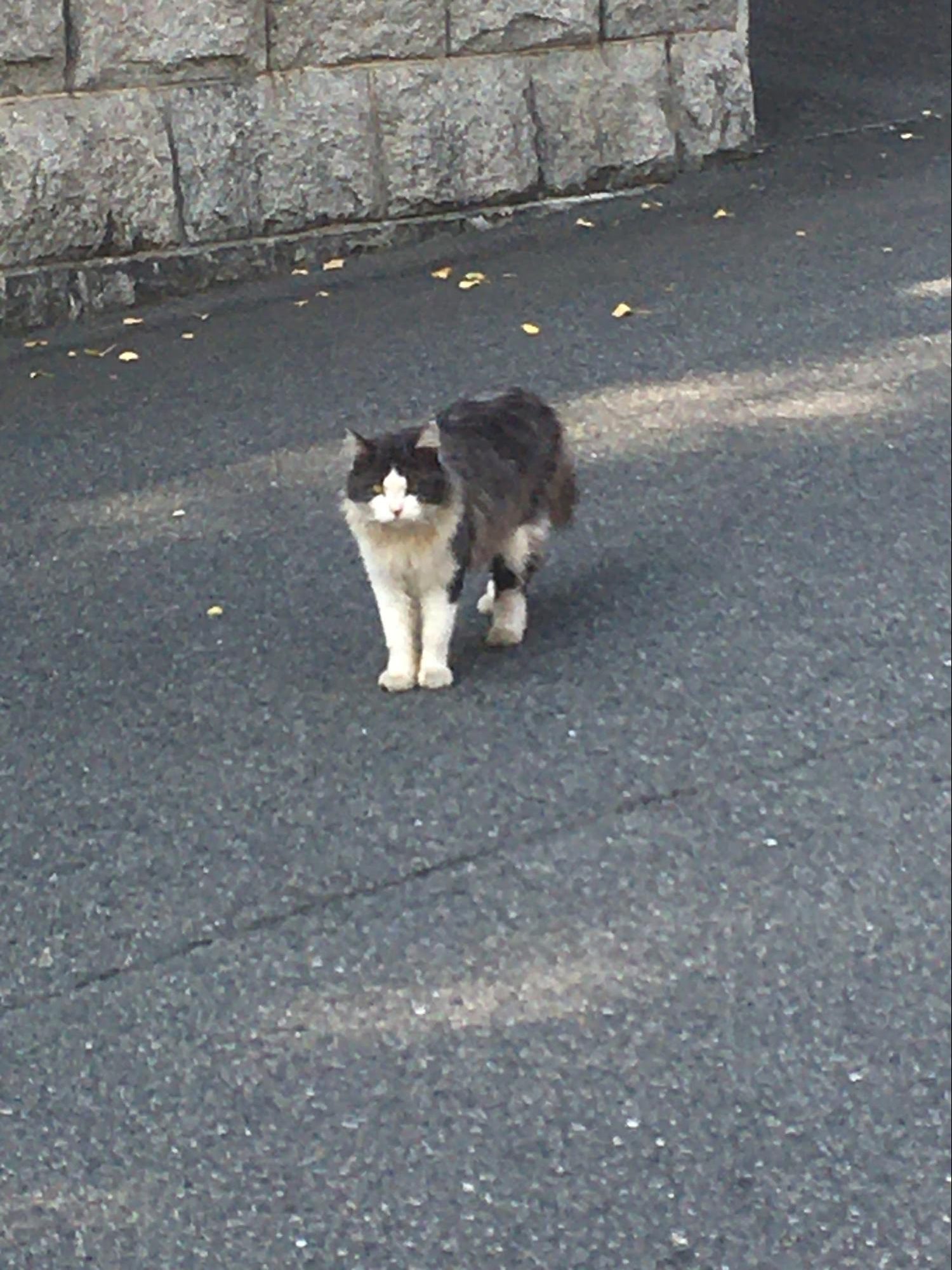 The Soul of Hiroshima City - Joy in HIROSHIMA