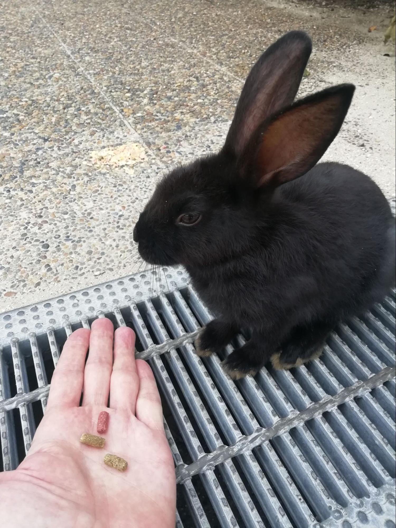 RABBIT ISLAND – Combining Rabbits And History, But Mostly Rabbits - Joy ...