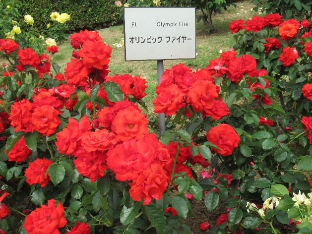 55th Annual Fukuyama Rose Festival: Blossoming from A Thorny Past - Joy ...
