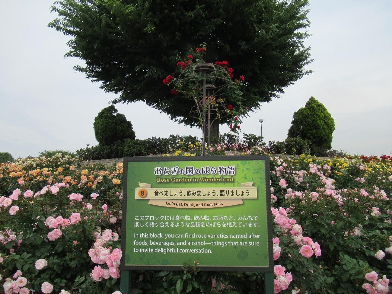 55th Annual Fukuyama Rose Festival: Blossoming from A Thorny Past - Joy ...