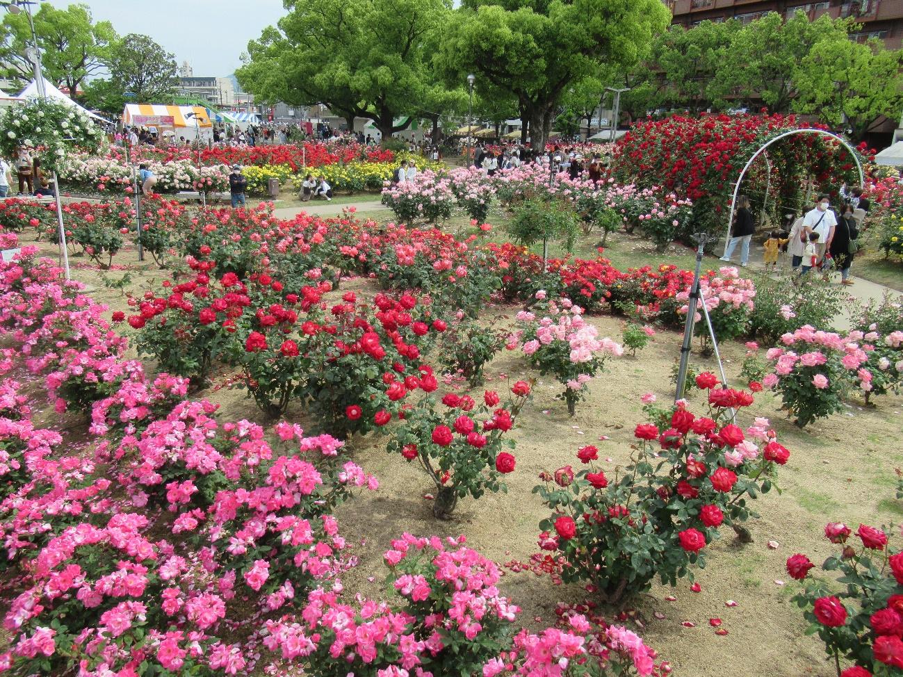55th Annual Fukuyama Rose Festival: Blossoming from A Thorny Past - Joy ...