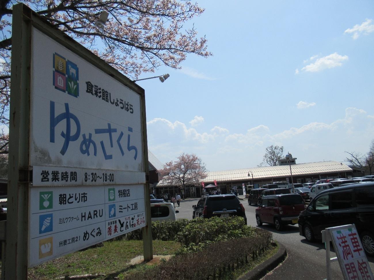 Ueno Park’s Cherry Blossoms: Late Bloomers in the Mountains - Joy in ...