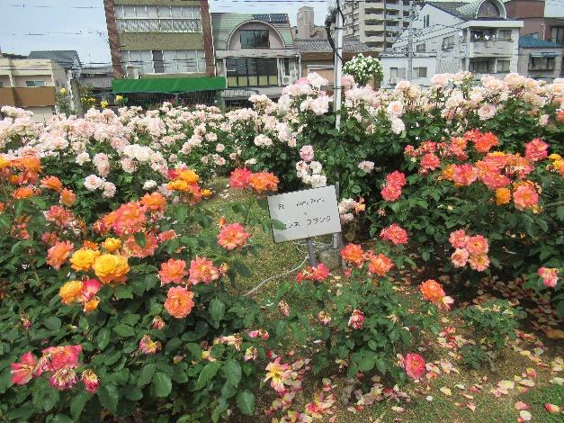 55th Annual Fukuyama Rose Festival: Blossoming from A Thorny Past - Joy ...